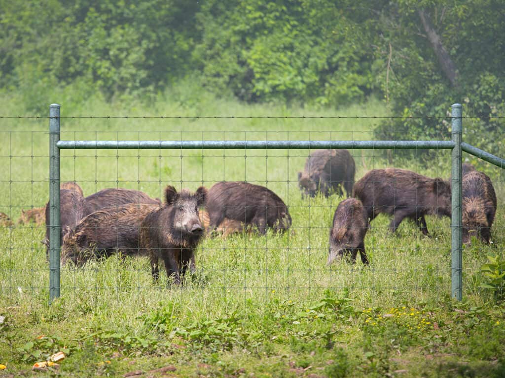 Exclusion Fencing for Hogs: Eliminate Hog Problem